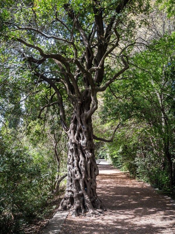 Les Amis du Jardin des Plantes de Montpellier